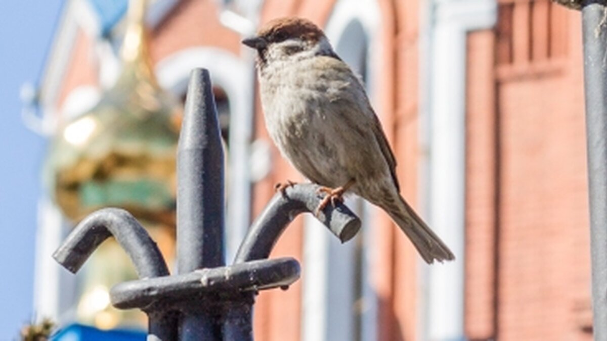 Ein Interview mit Karl Heinz Liebl (emeritierter Regensburger Domspatz ...