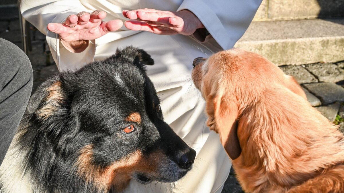 Vikarin betont Bibel-Ursprung und Bedeutung der Tiersegnung - DOMRADIO.DE